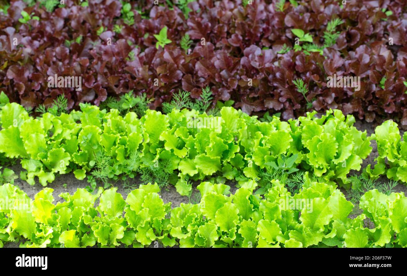 Two types of sowing lettuce green and iodized lettuce, background ...