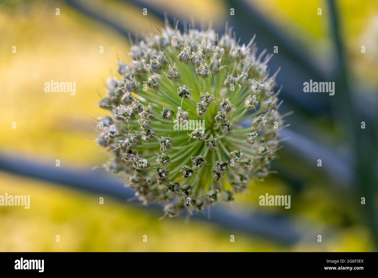 Beautiful White Allium circular globe shaped flowers Stock Photo - Alamy