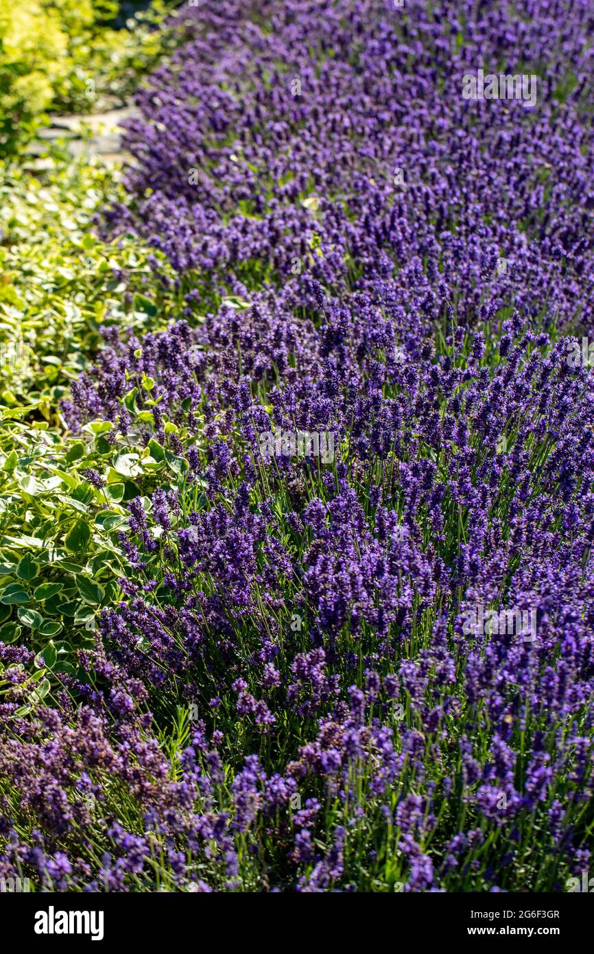the blooming lavender flowers in Provence, near Sault, France Stock ...