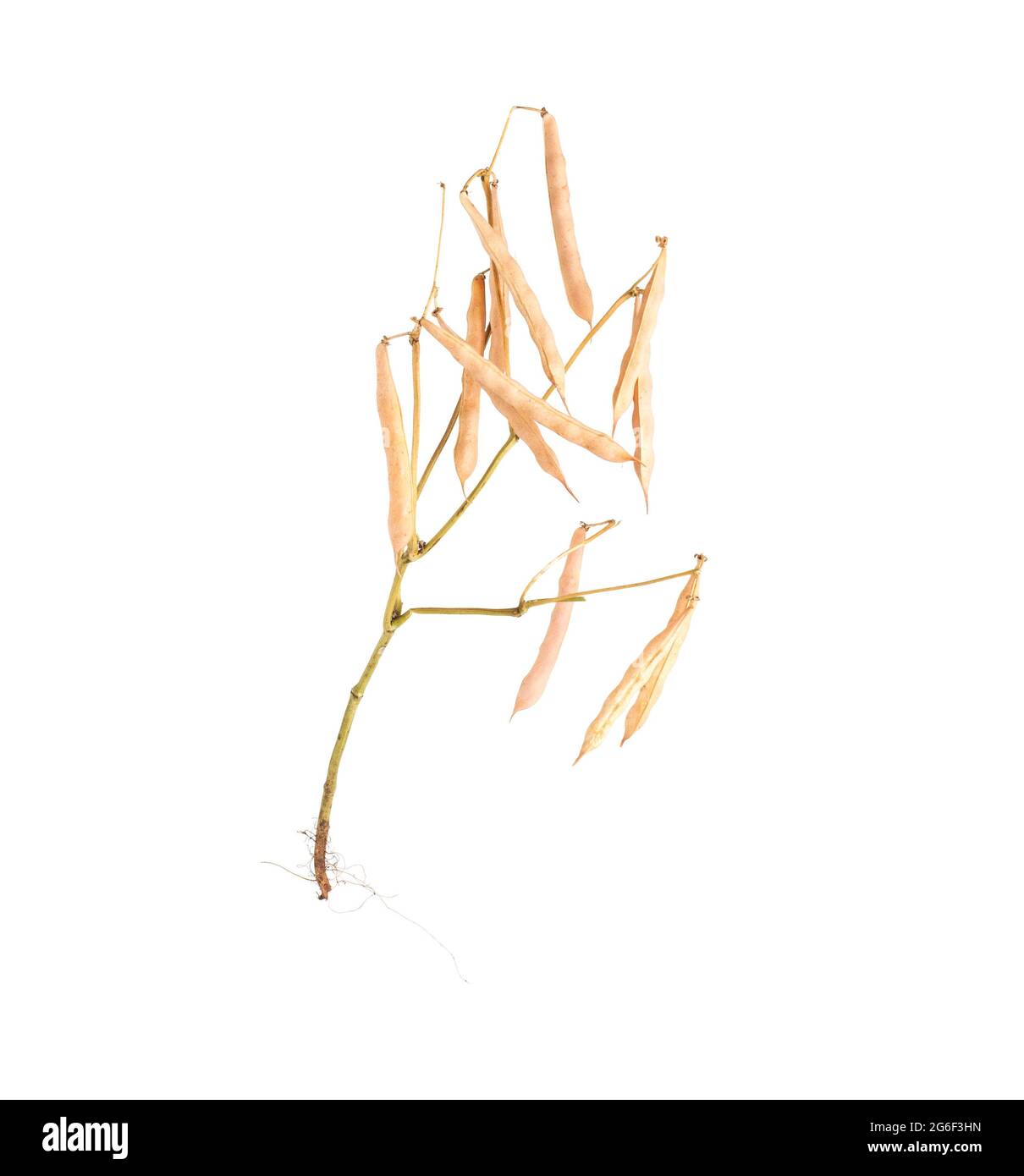 Dry yellow pods and bean plant on a white background, isolate, close-up ...