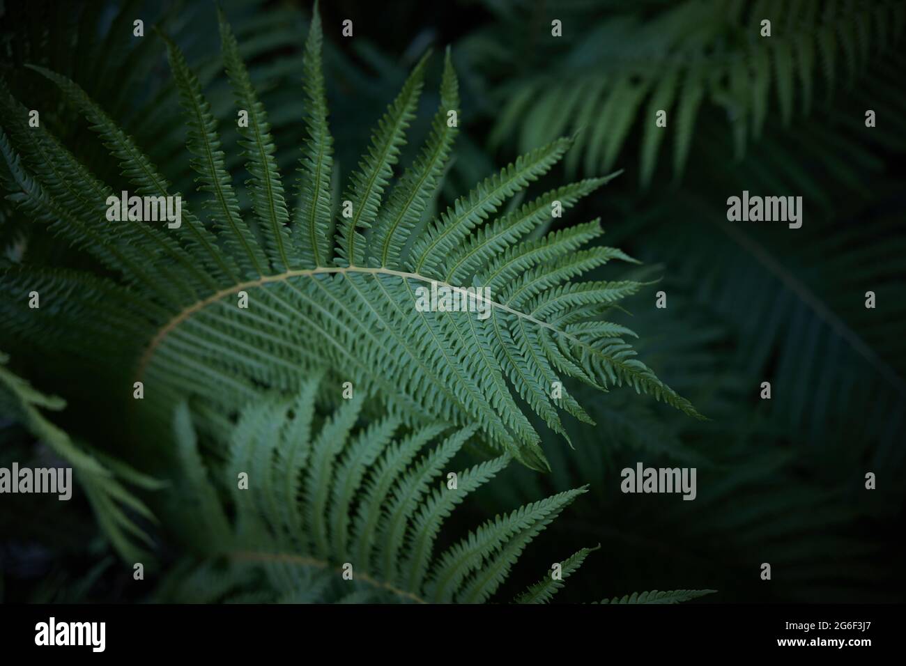 Beautiful background of ferns leaves. Green fern tree growing in summer ...