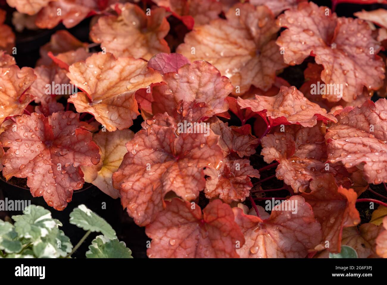 heuchera plants as very nice natural background Stock Photo - Alamy