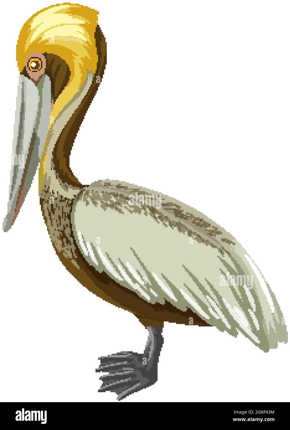 Brown Pelican in cartoon style on white background illustration Stock ...