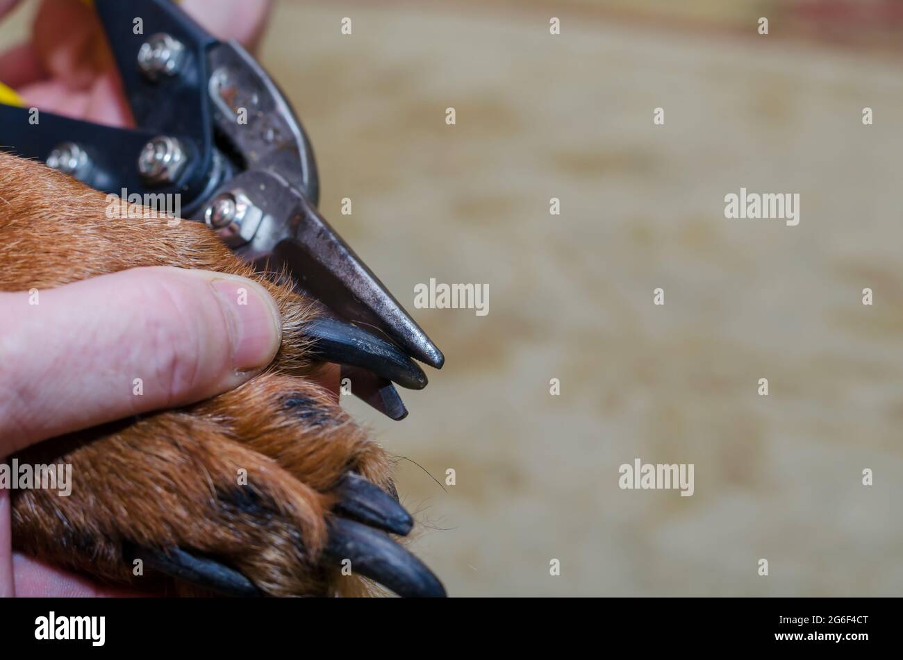 Long leg scissors hi-res stock photography and images - Alamy