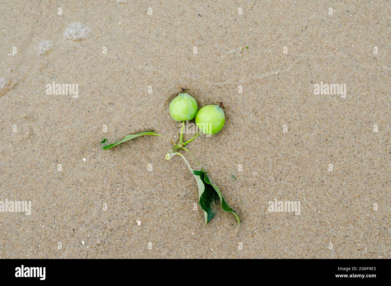 Little green unripe apples on the wet sand. The green fruits of the ...