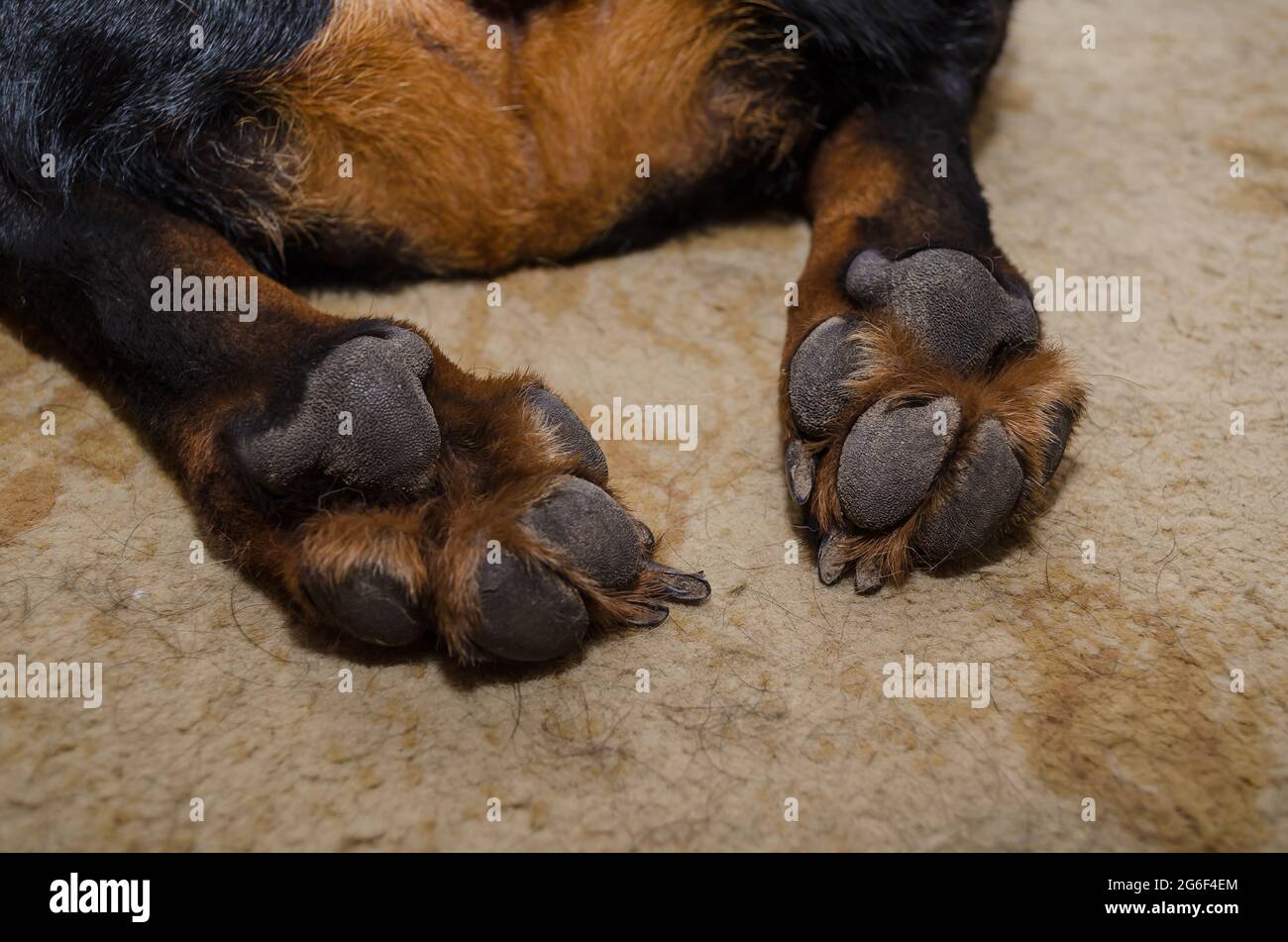 Close-up of the back of the dog lying on the carpet. A female ...