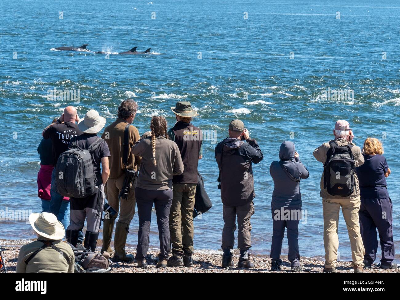 Crowds watch a pod of Dolphins in the waters of the Moray Firth at ...
