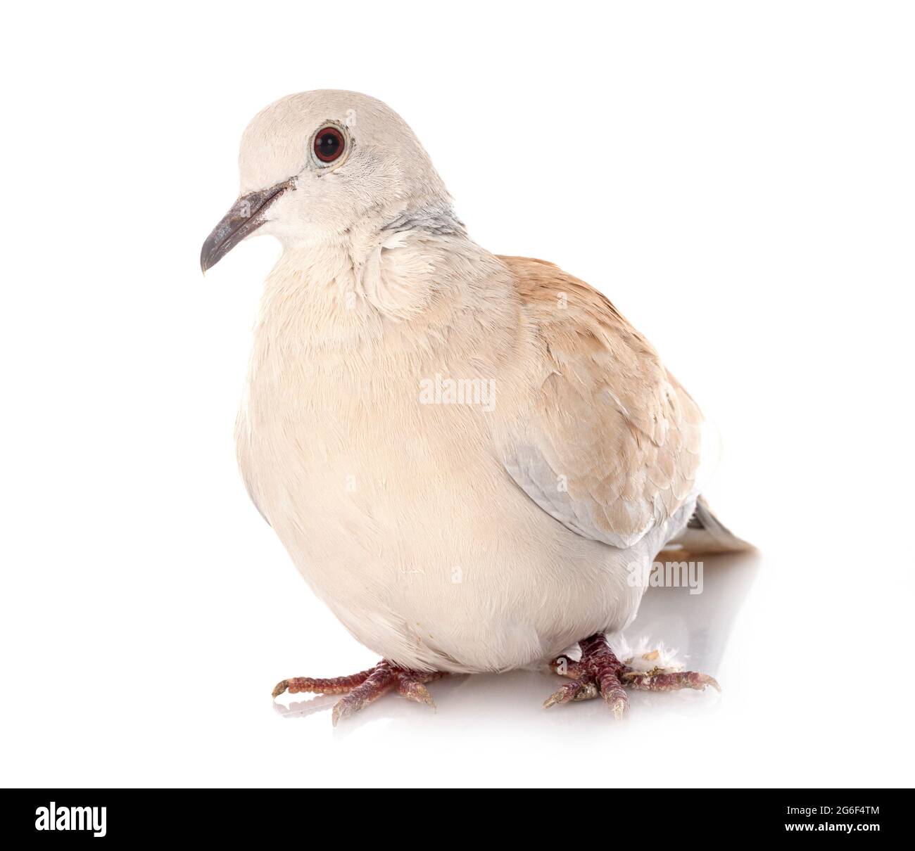 African collared dove in front of white background Stock Photo - Alamy