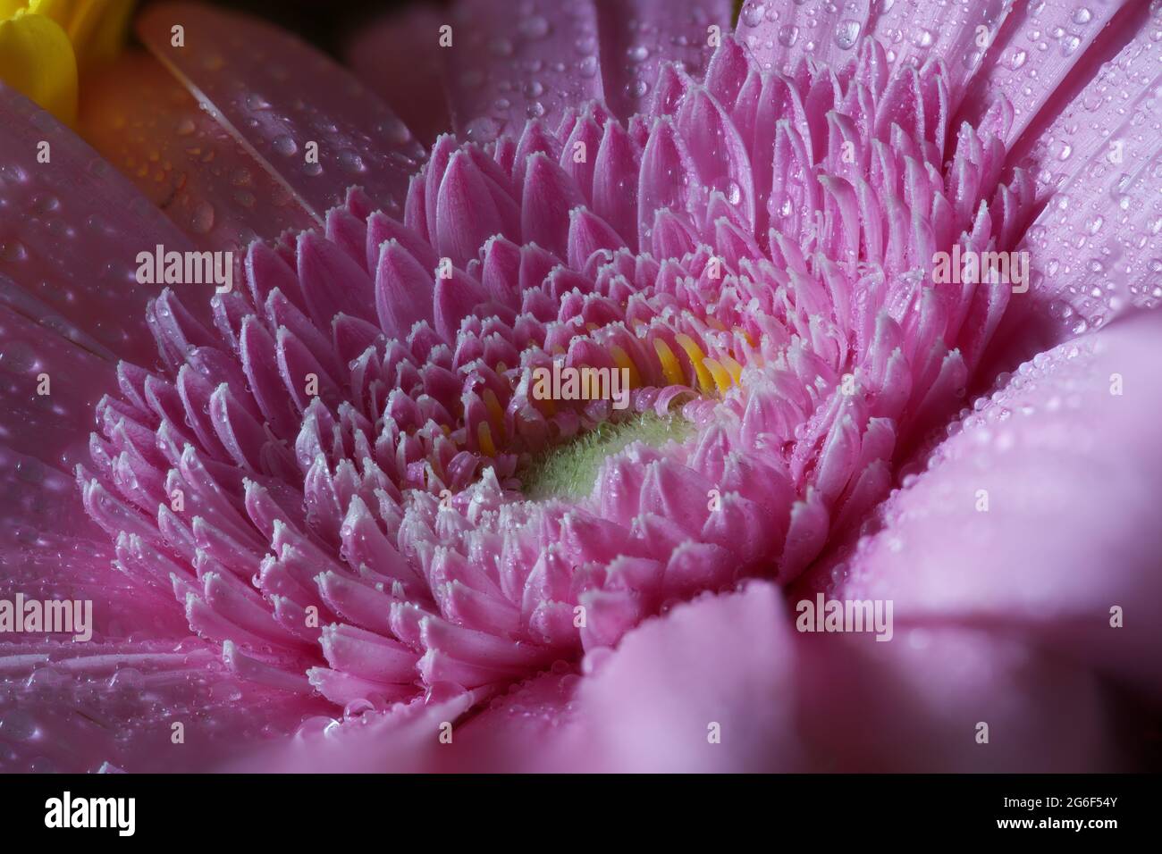 macro of pastel pink Gerbera Stock Photo - Alamy