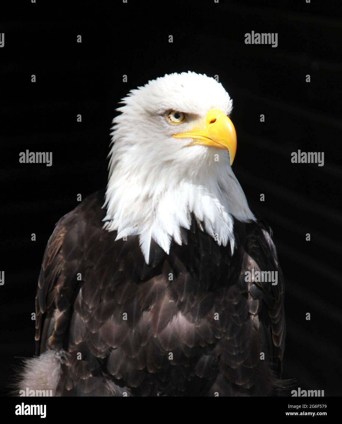 A close up of a bald eagle who sits in a dark environment. The white ...