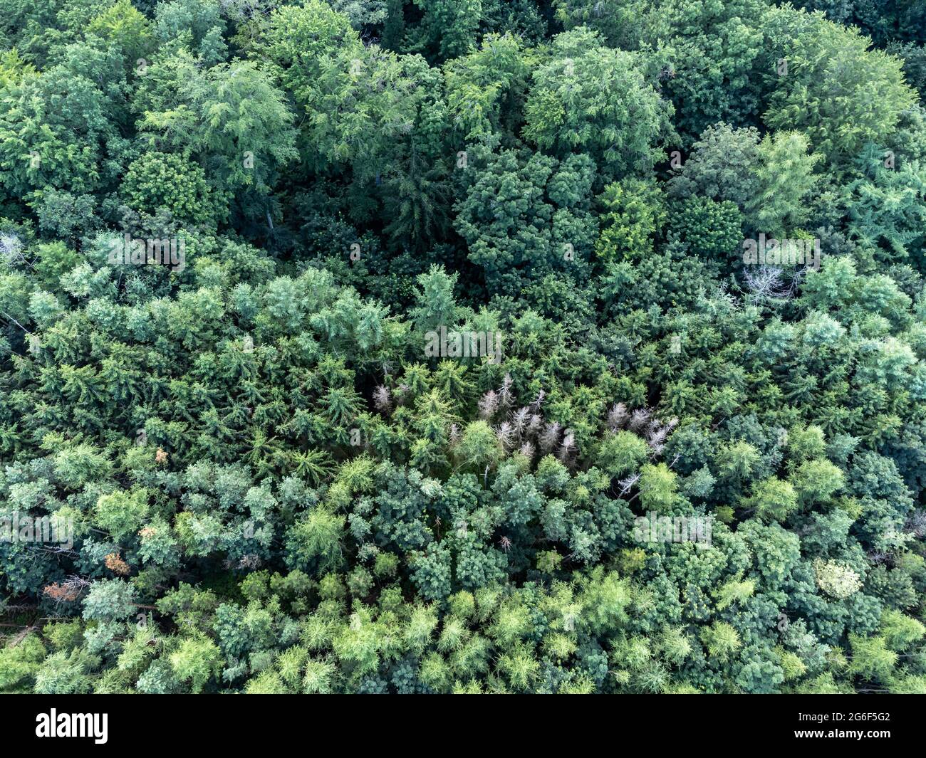 Aerial view deciduous forest hiking hi-res stock photography and images ...