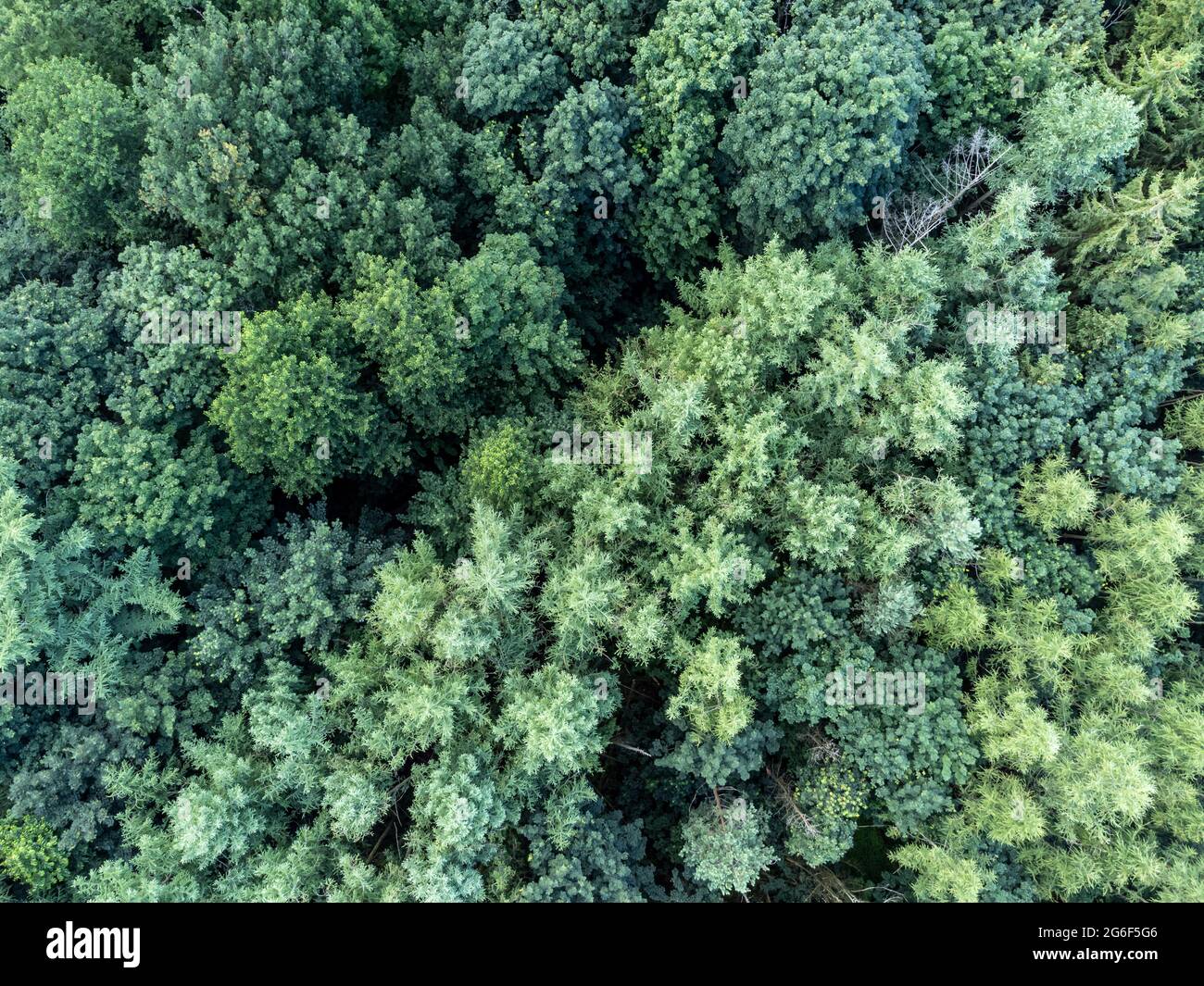 Spring landscape many trees hi-res stock photography and images - Alamy
