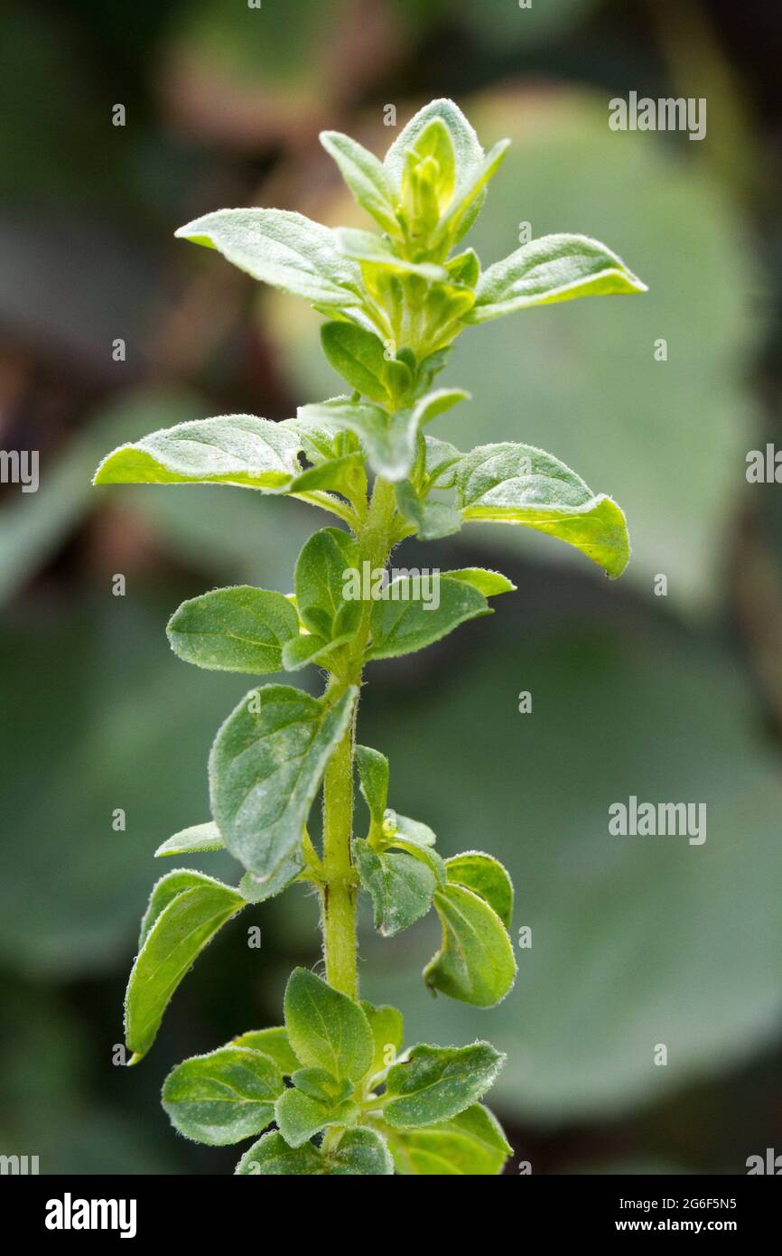 Fresh Oregano Growing High Resolution Stock Photography and Images - Alamy