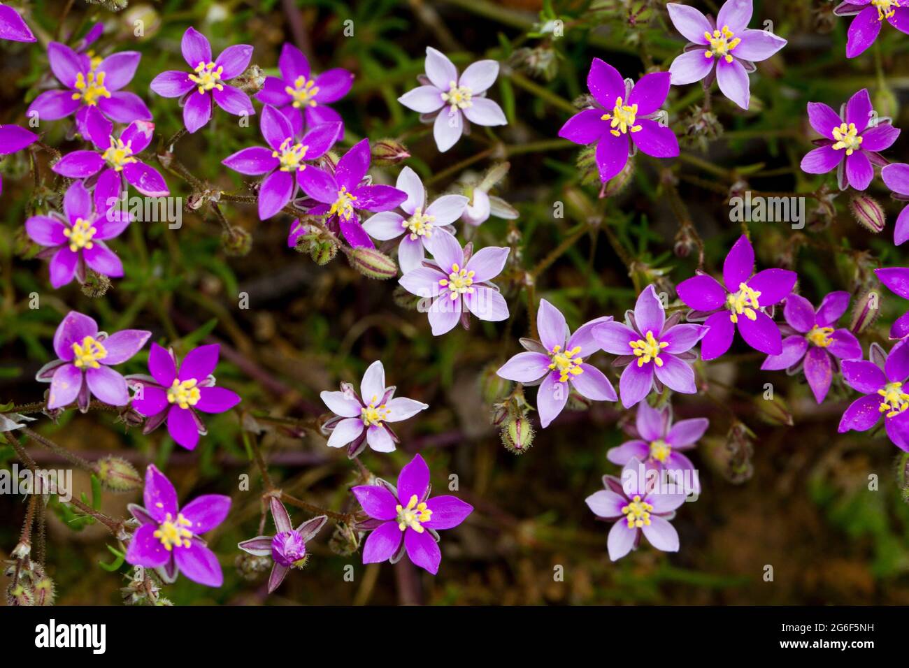 Spergularia rubra hi-res stock photography and images - Alamy