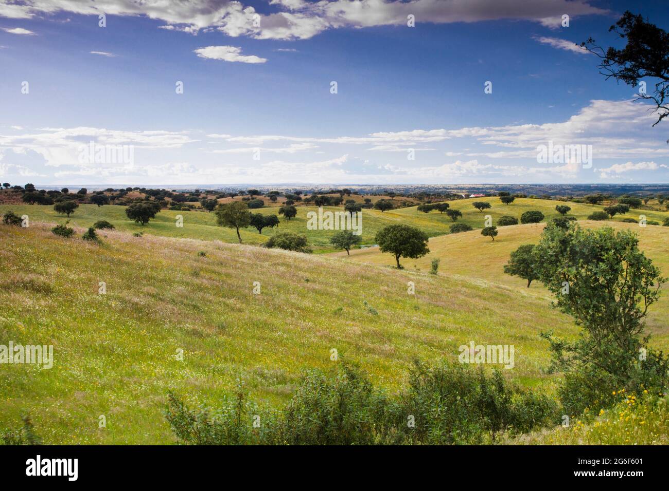 Scattered trees hi-res stock photography and images - Alamy