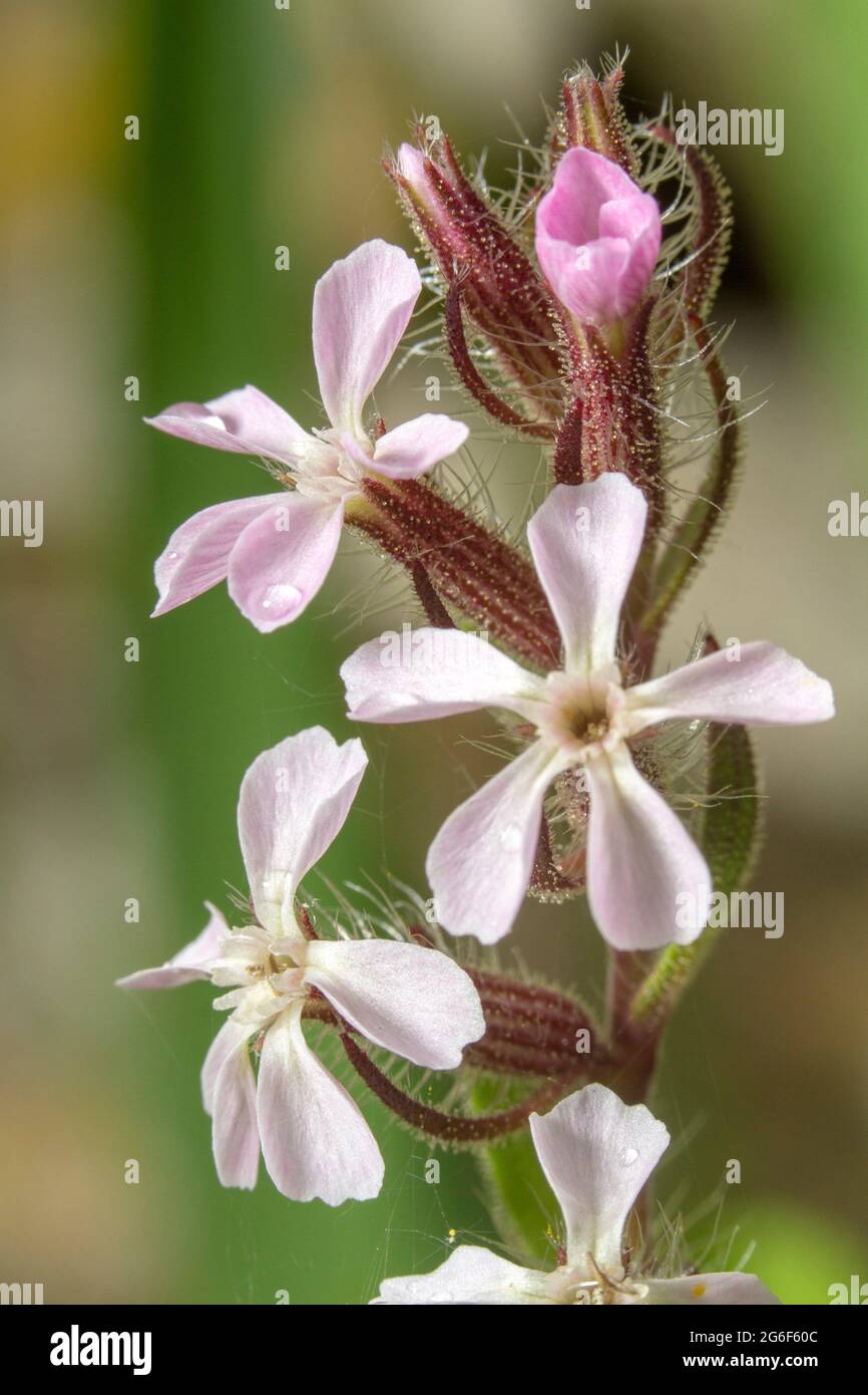 Saponaria Officinalis Common Soapwort High Resolution Stock Photography ...