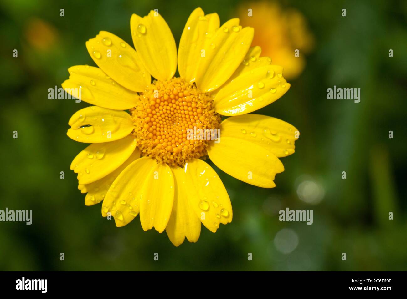 Beautiful corn hi-res stock photography and images - Alamy