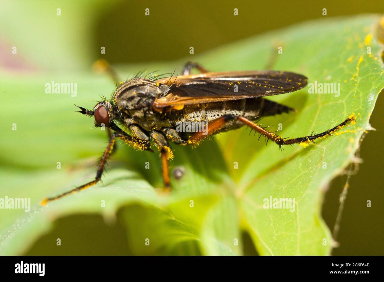 Empis hi-res stock photography and images - Alamy