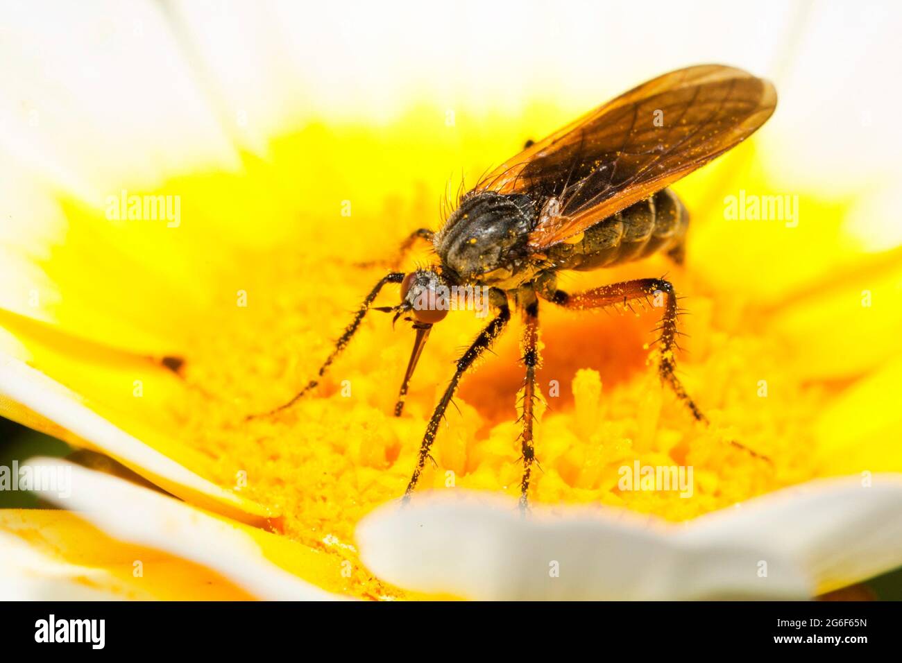 Balloon Biology High Resolution Stock Photography and Images - Alamy