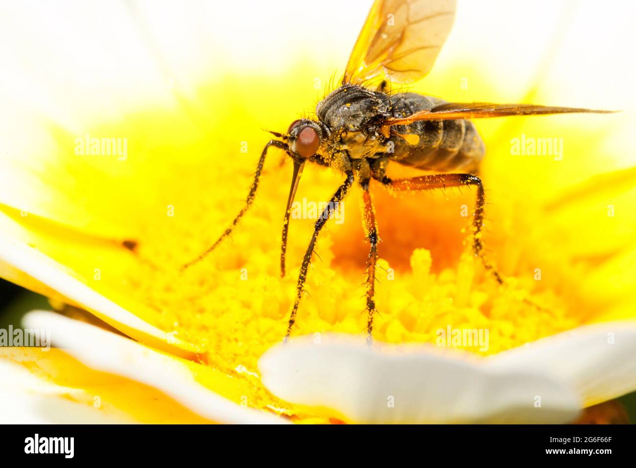 Balloon biology hi-res stock photography and images - Alamy