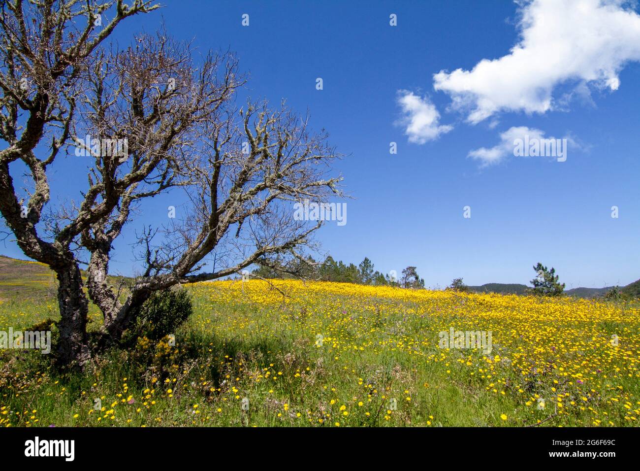 Marigold flower tree hi-res stock photography and images - Alamy