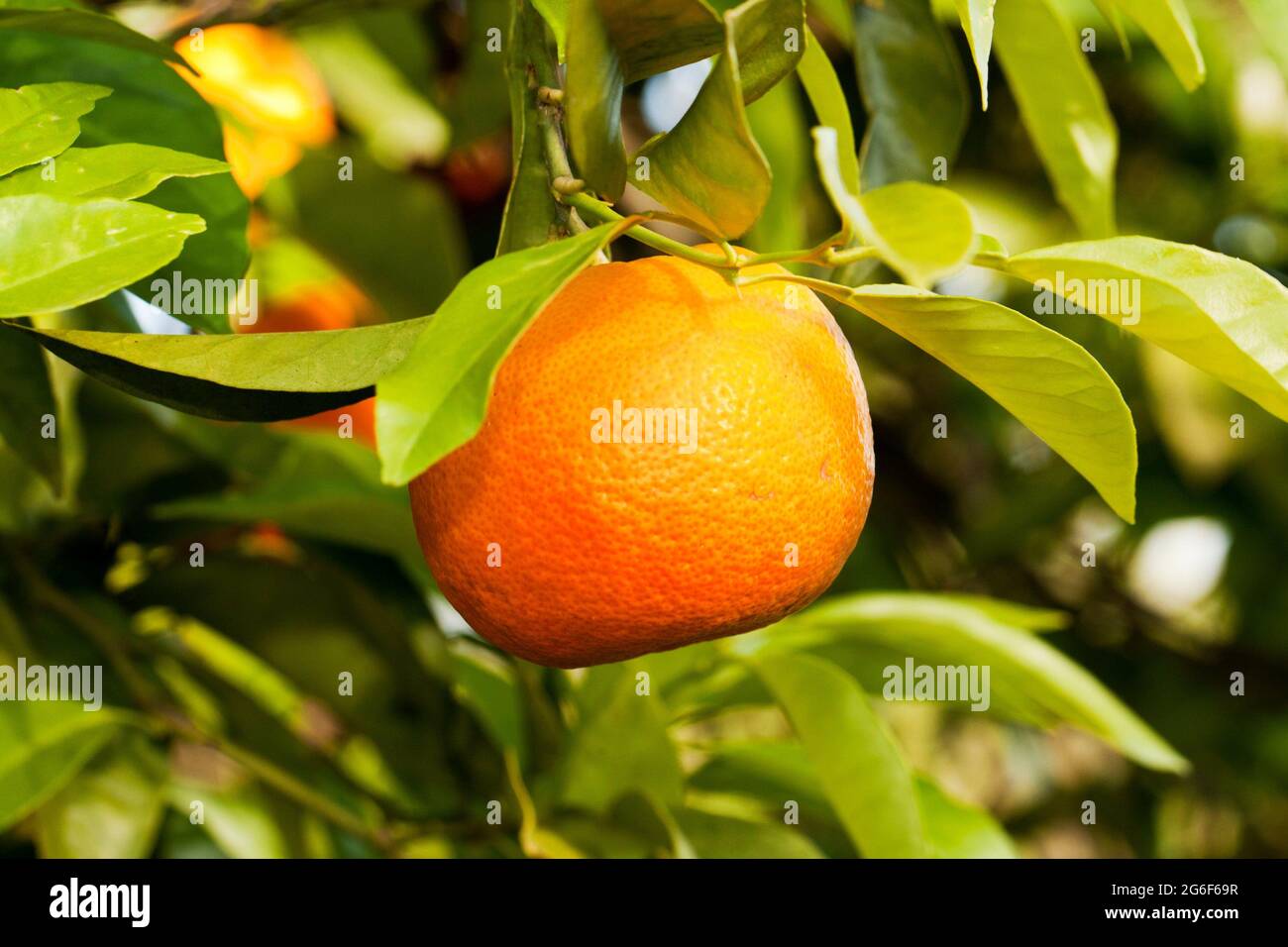 Orange tree fruit portugal hi-res stock photography and images - Alamy