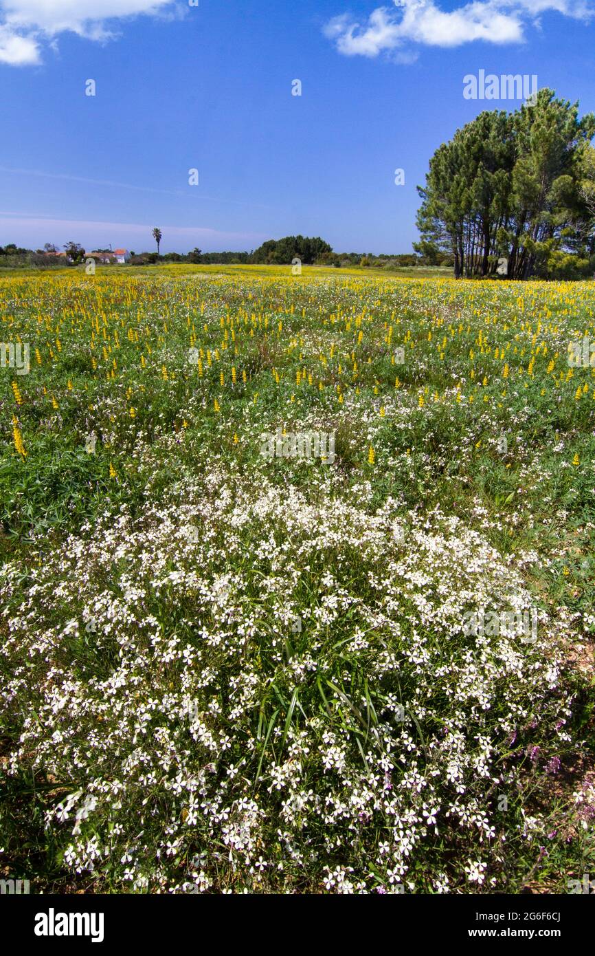 Beautiful spring field hi-res stock photography and images - Alamy