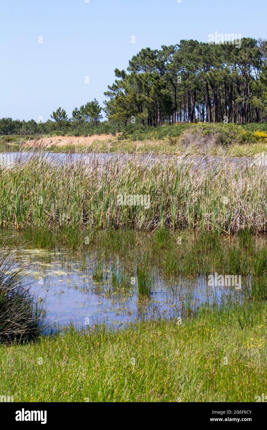 Beautiful pond small hi-res stock photography and images - Alamy