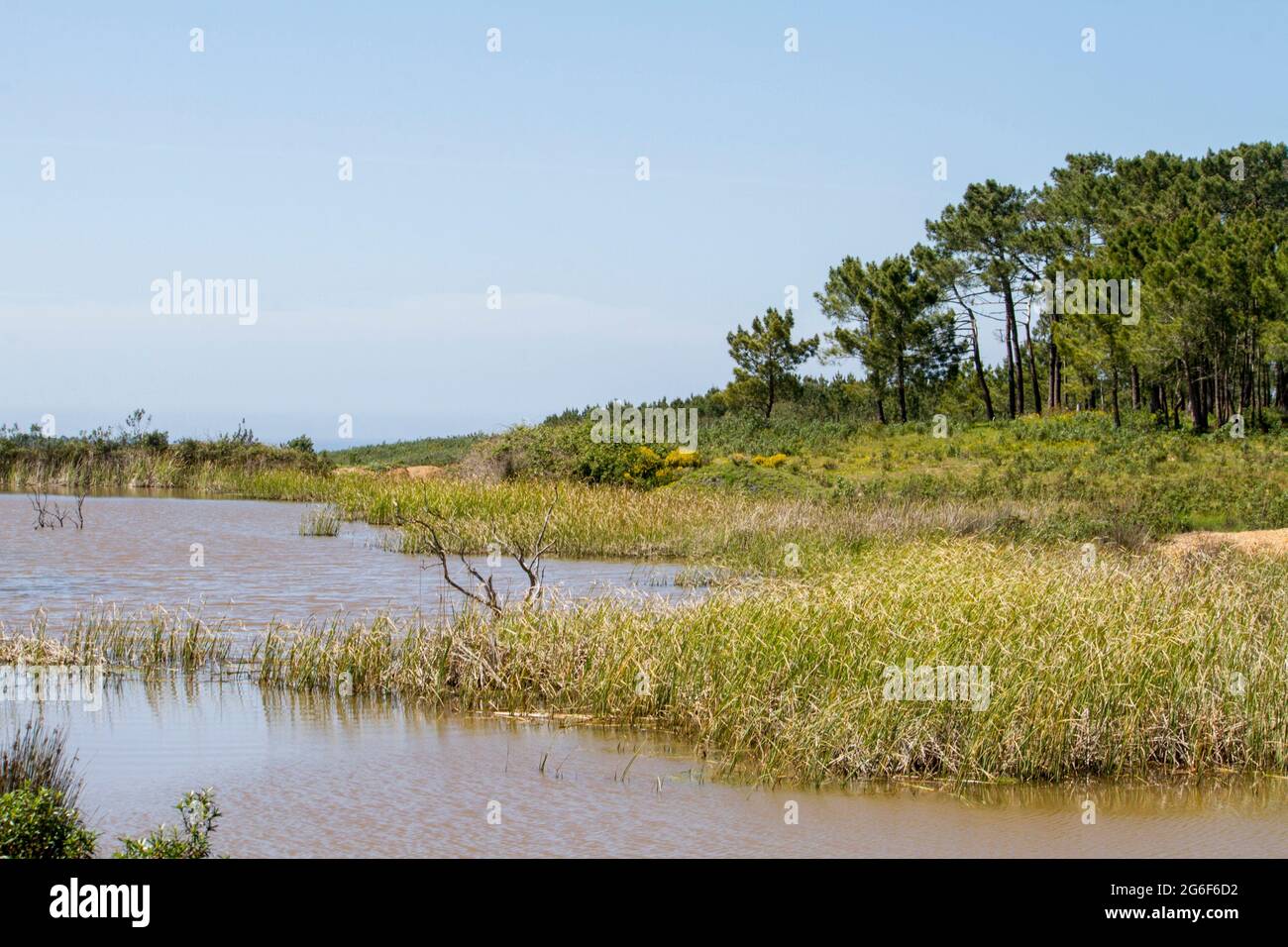 Patch of trees hi-res stock photography and images - Alamy