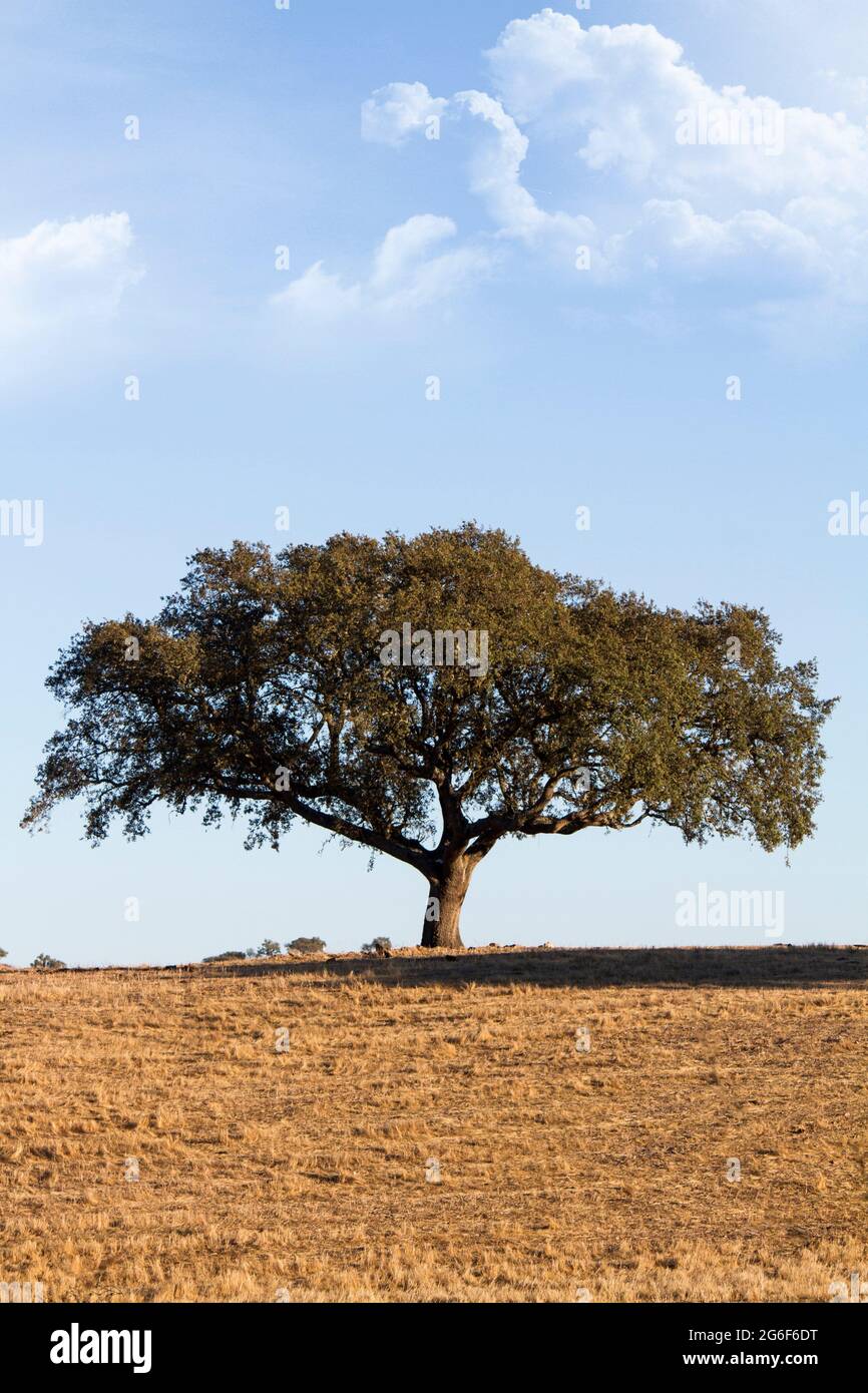 Hot arid region hi-res stock photography and images - Alamy