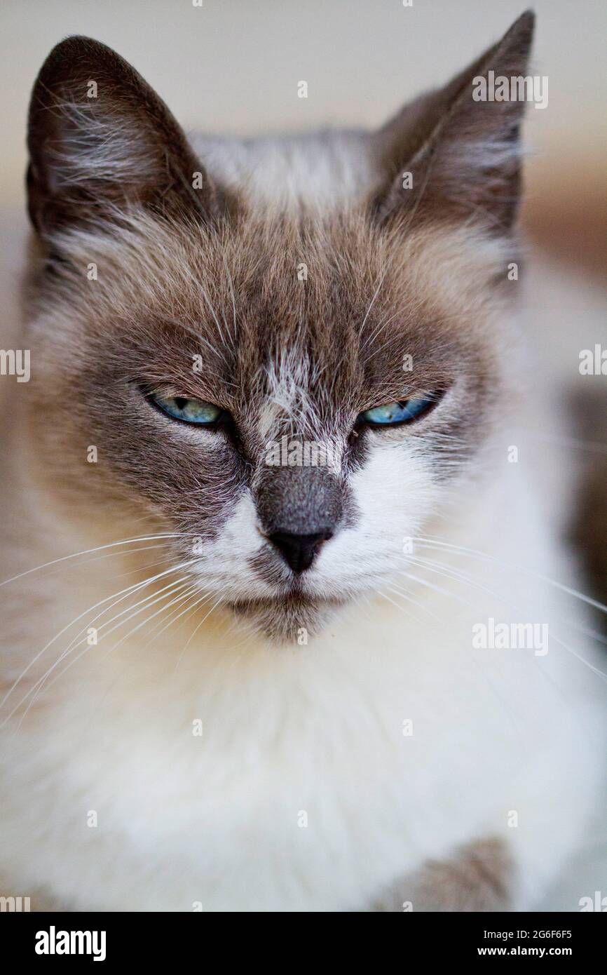 Pussycat head hi-res stock photography and images - Alamy