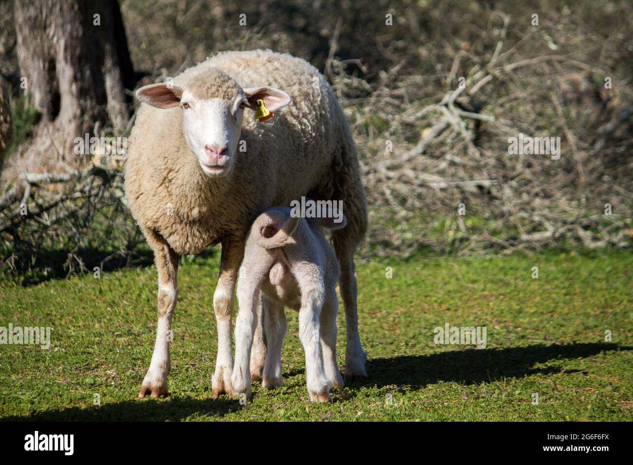 Feeding a baby close up hi-res stock photography and images - Alamy
