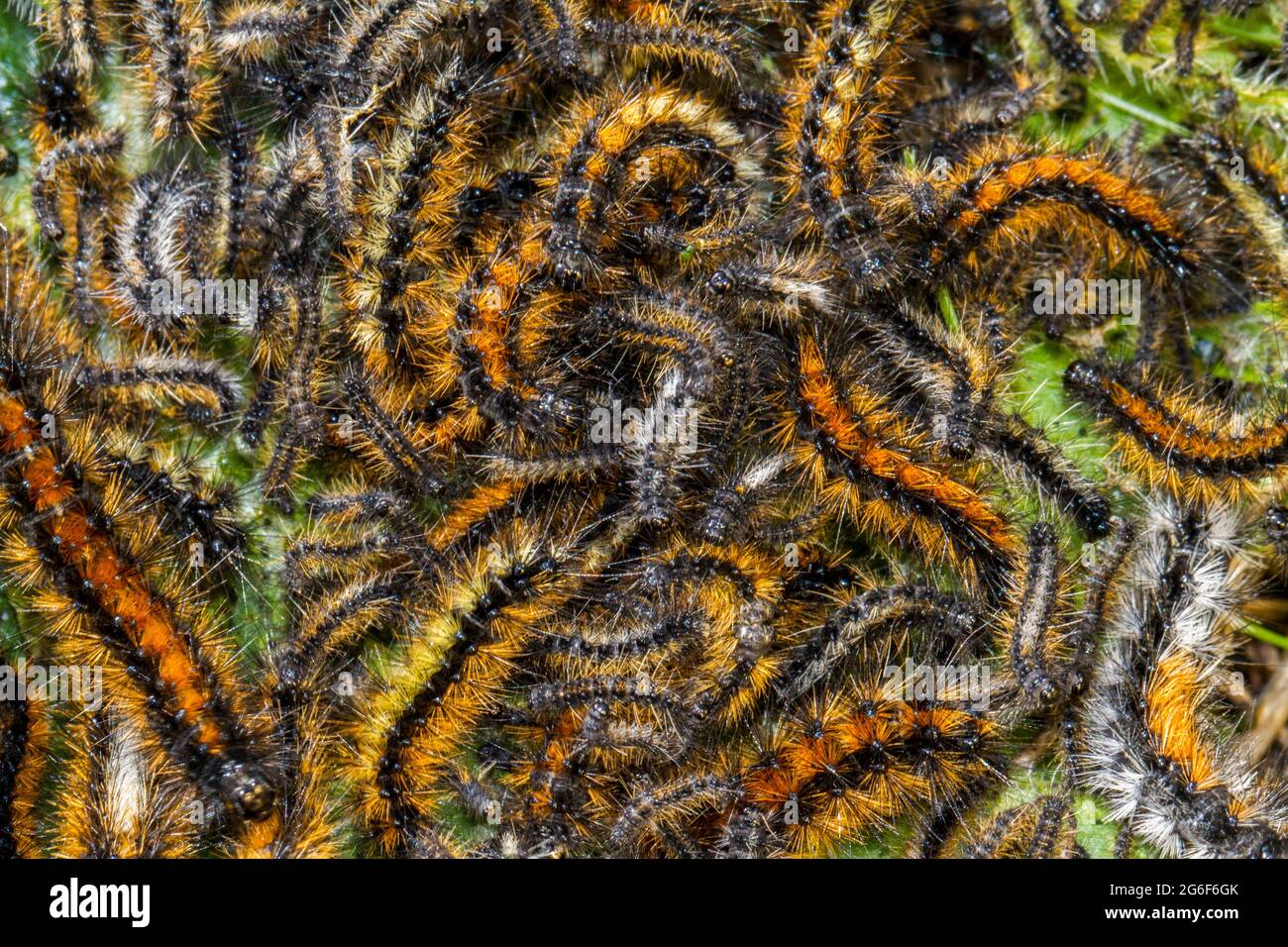 The Pine Processionary Moth High Resolution Stock Photography and ...