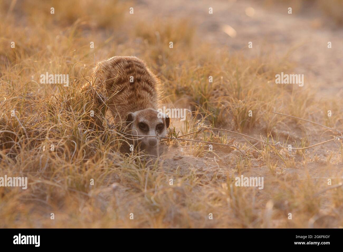 African grassland meerkats hi-res stock photography and images - Alamy