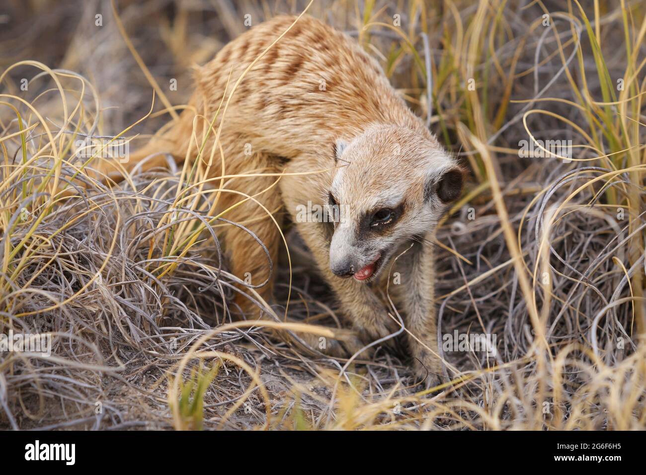 African grassland meerkats hi-res stock photography and images - Alamy
