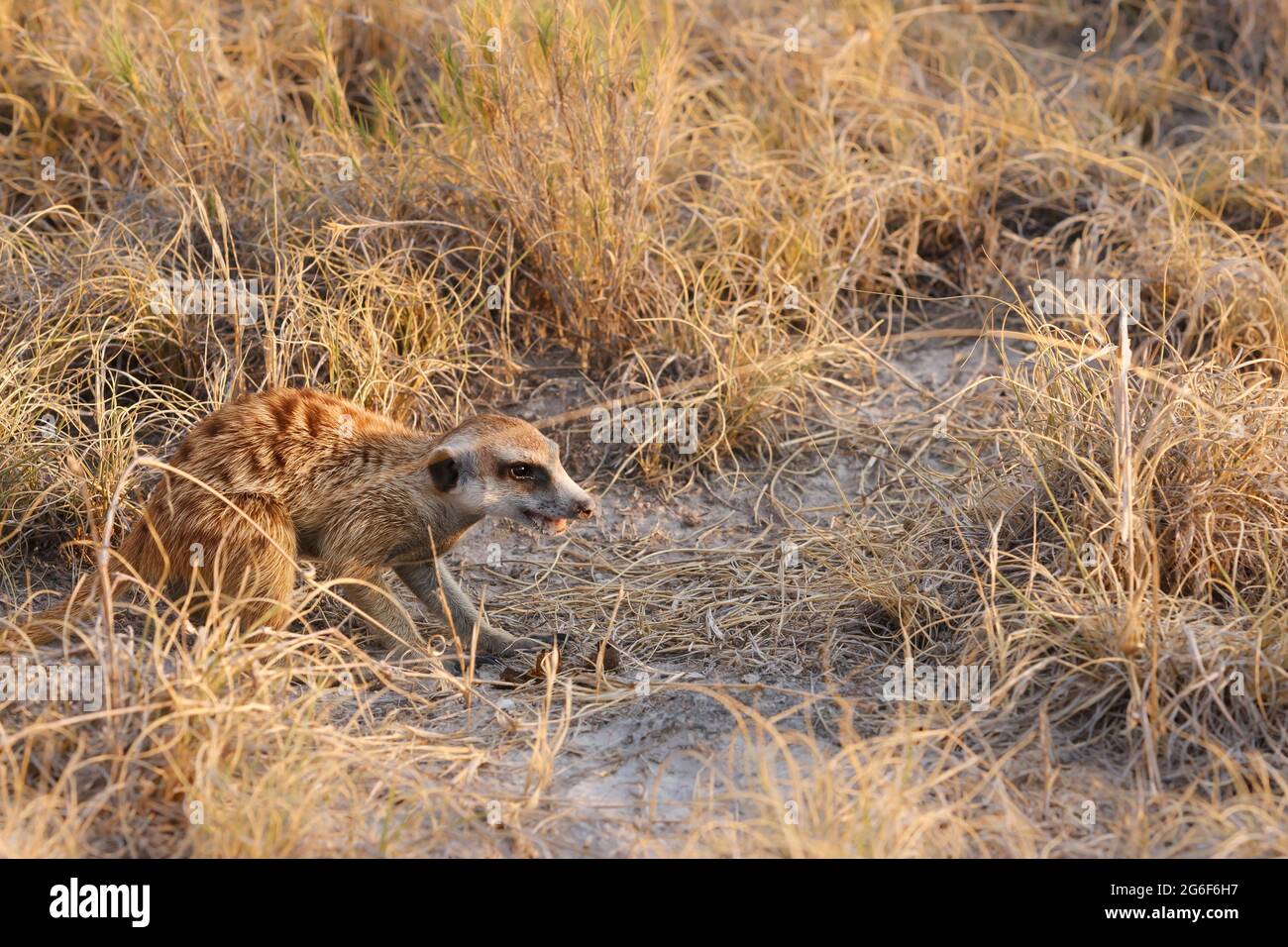 African grassland meerkats hi-res stock photography and images - Alamy