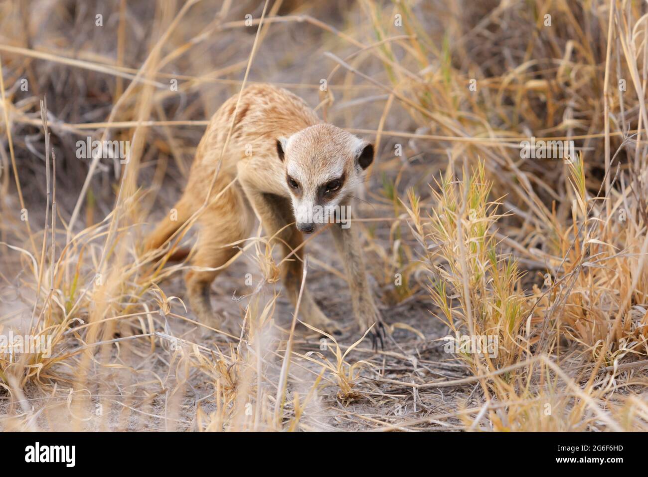 African grassland meerkats hi-res stock photography and images - Alamy