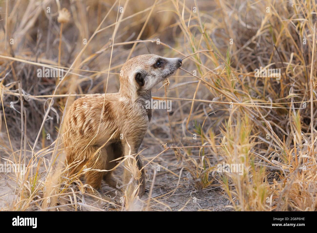 African grassland meerkats hi-res stock photography and images - Alamy