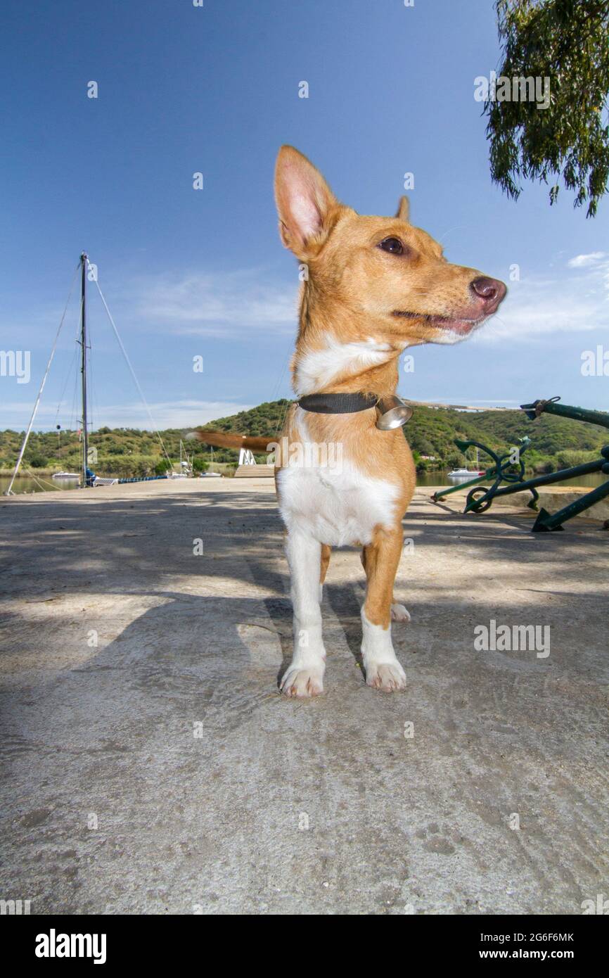 Cool pet hi-res stock photography and images - Alamy