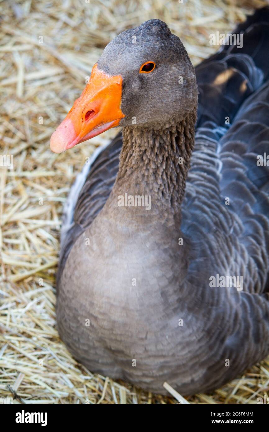 Grey goose head hi-res stock photography and images - Alamy