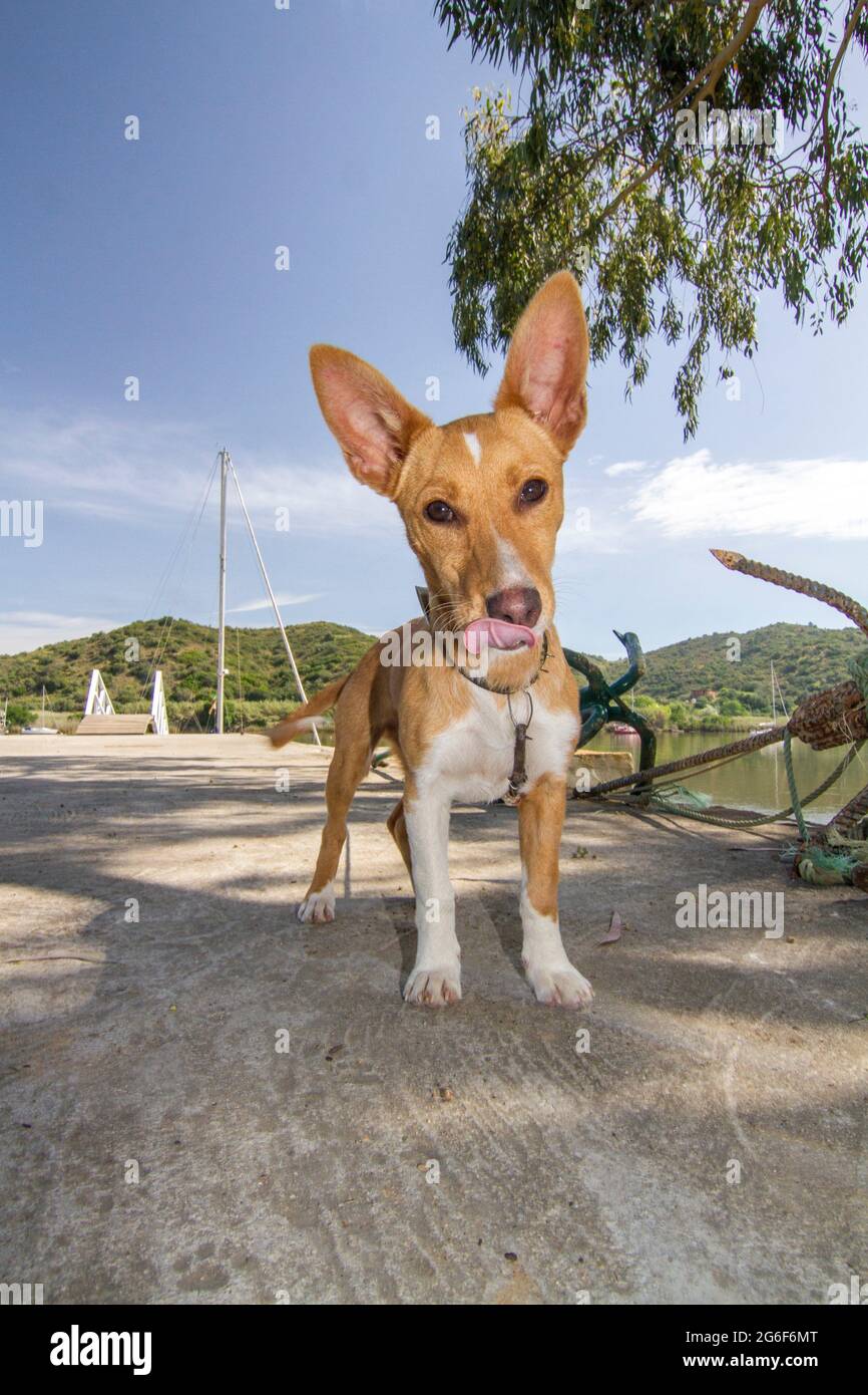 Cool pet hi-res stock photography and images - Alamy
