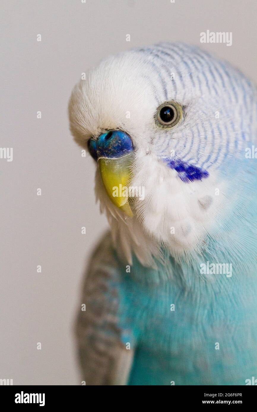 Pet parakeet hi-res stock photography and images - Alamy