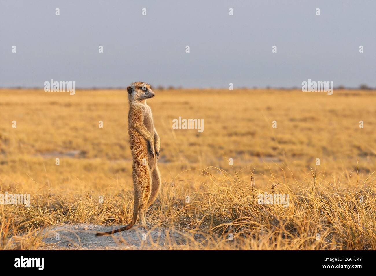 Meerkat standing upright (Suricata suricatta) scanning the area ...