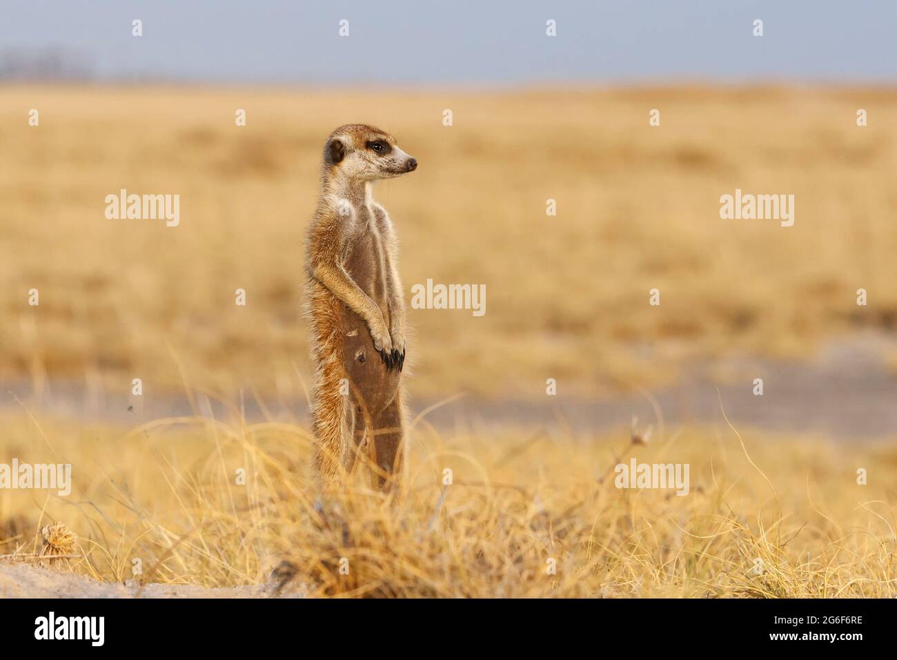 African grassland meerkats hi-res stock photography and images - Alamy
