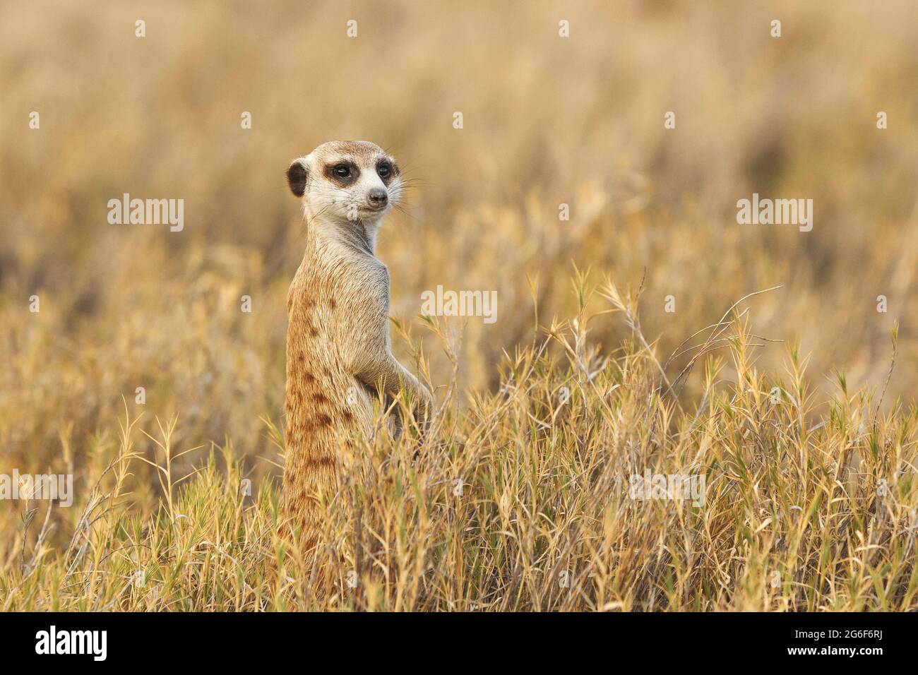 African grassland meerkats hi-res stock photography and images - Alamy