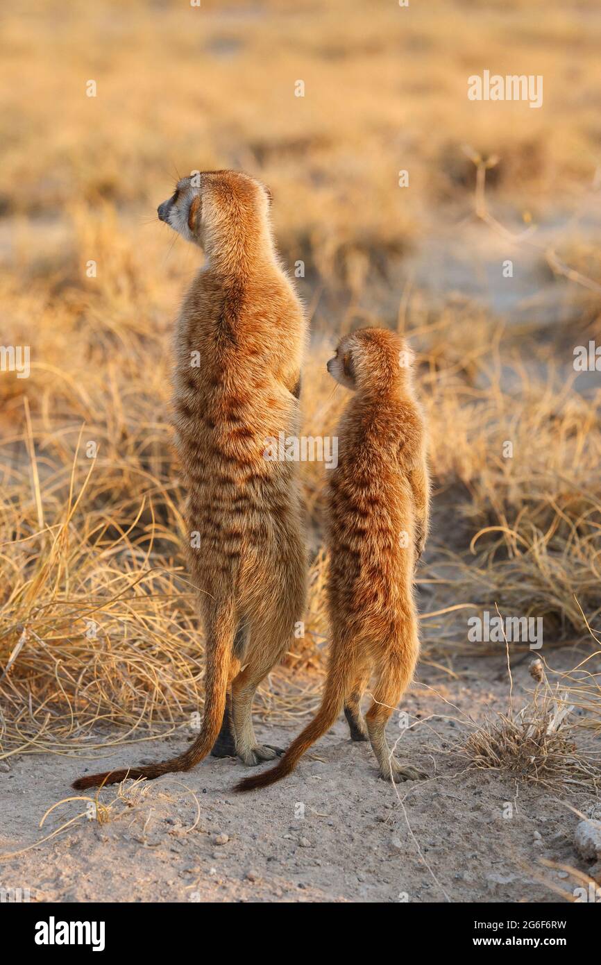 African grassland meerkats hi-res stock photography and images - Alamy