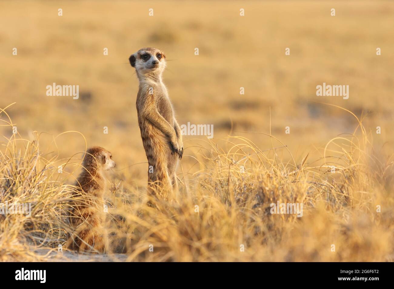 African grassland meerkats hi-res stock photography and images - Alamy