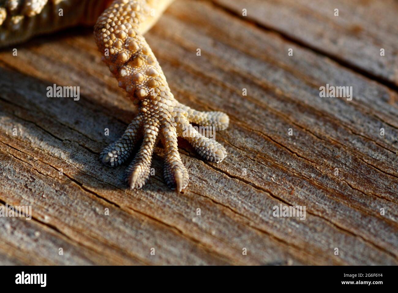 Leopard Gecko I Has Feets