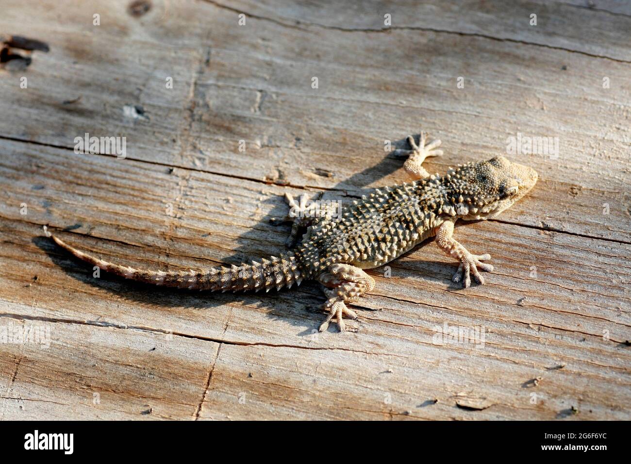Gecko up close hi-res stock photography and images - Alamy