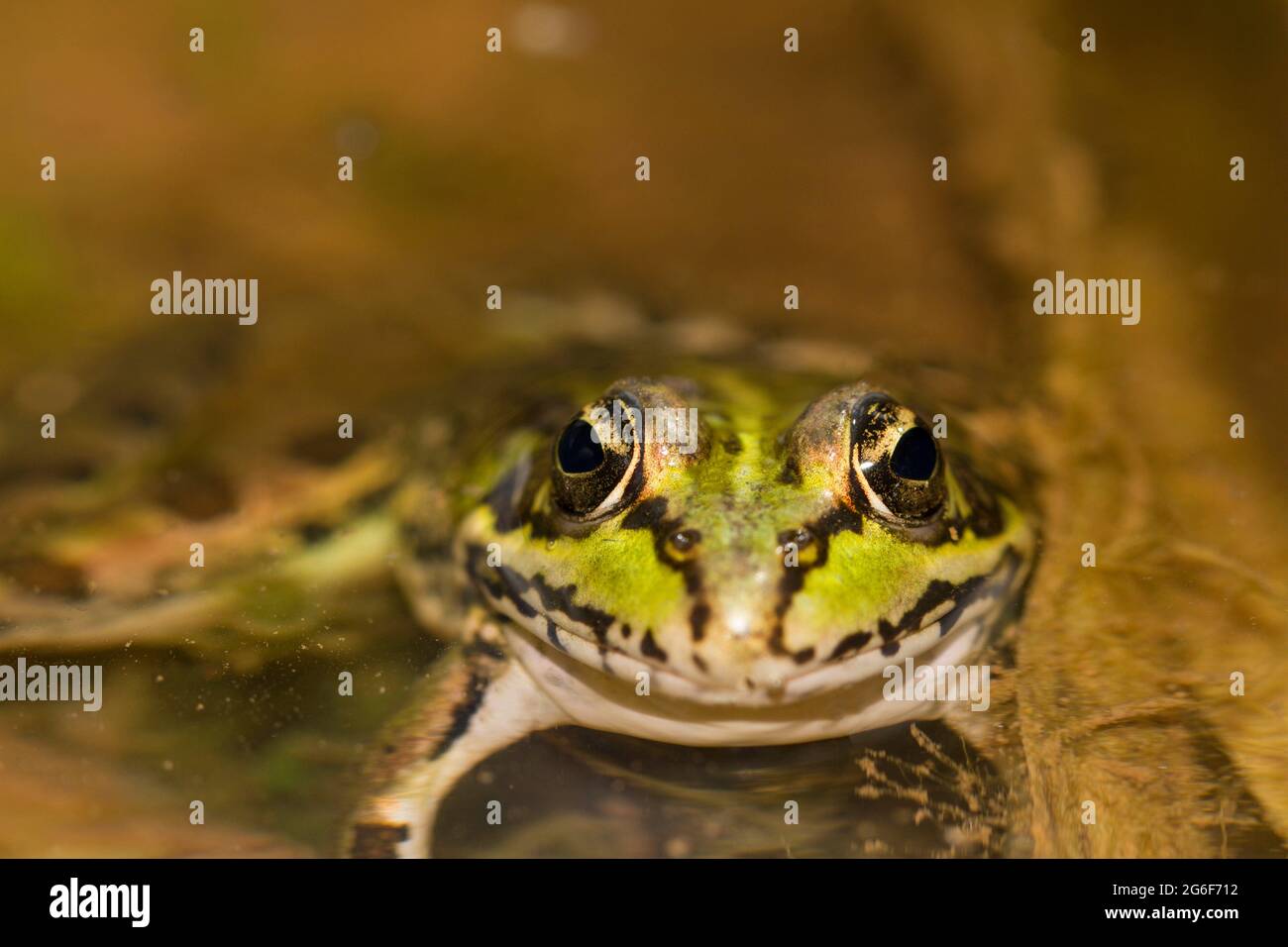Frog nose hi-res stock photography and images - Alamy